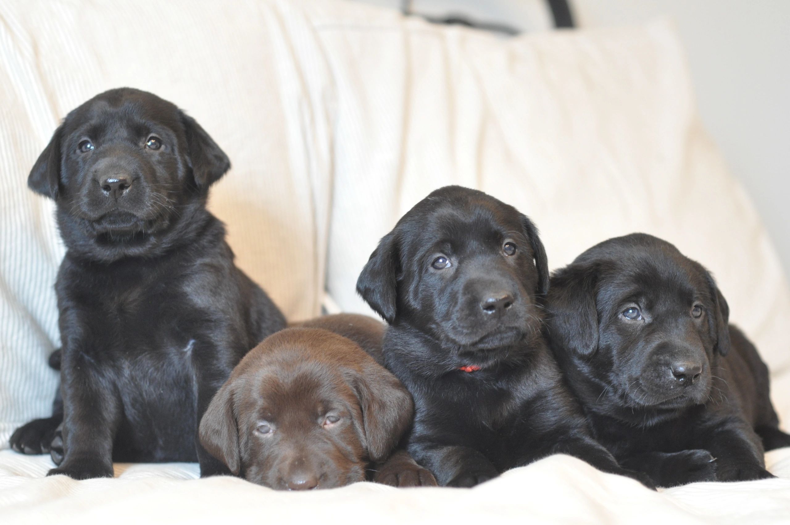 Lab Puppies for Sale - Dream Retrievers