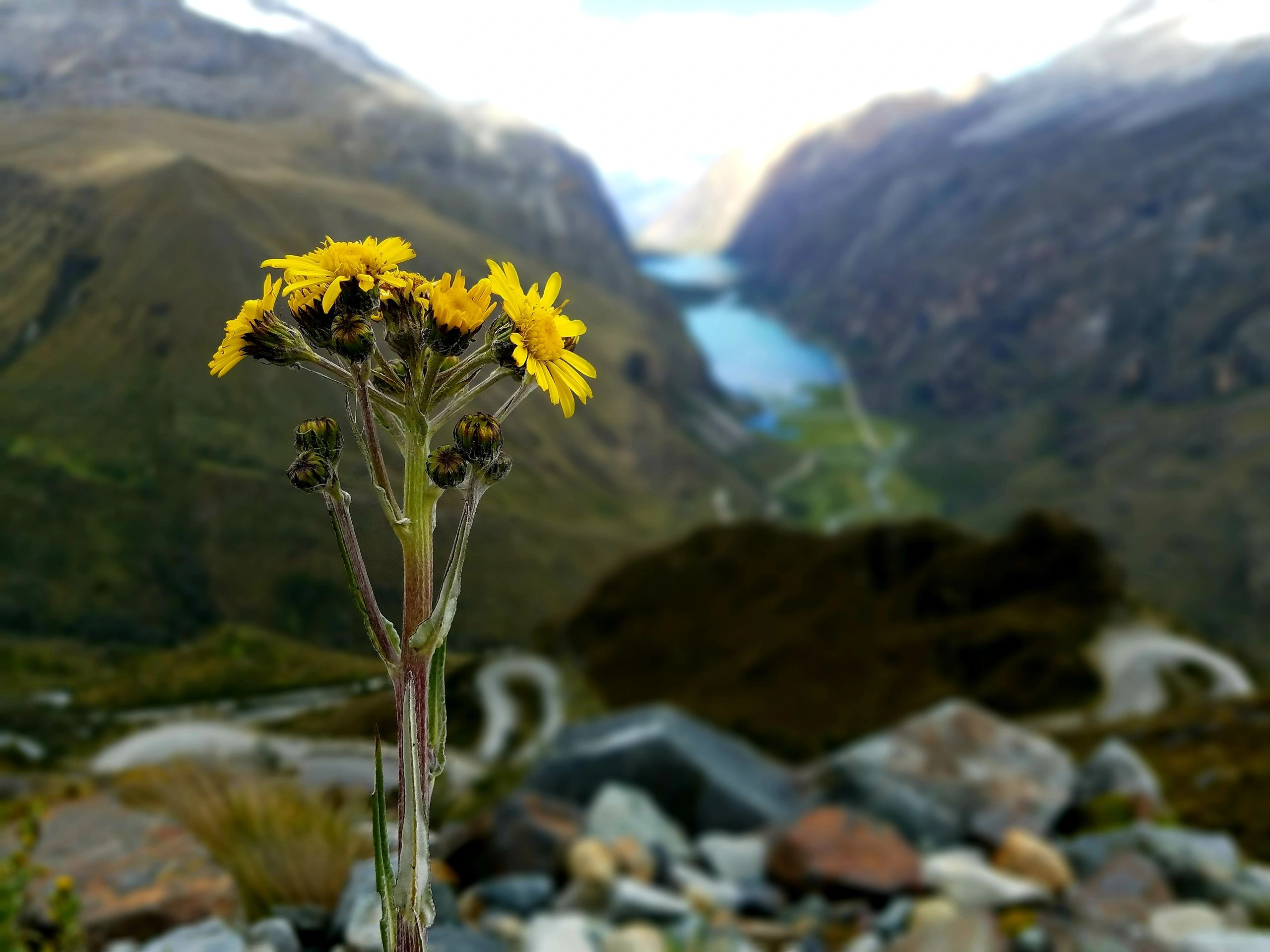 Wanderlust Healing - Reiki, Chakra Healing