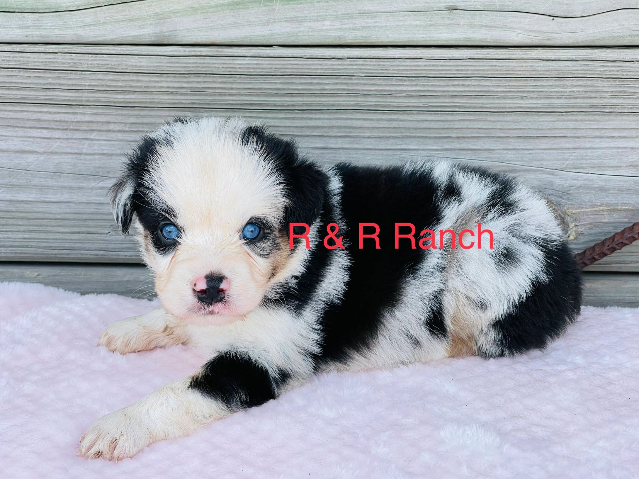R & R Ranch - Dog Breeder, Mini & Toy Australian Shepherd, Puppies