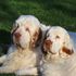 Clumber Spaniels | Jazzin Kennels