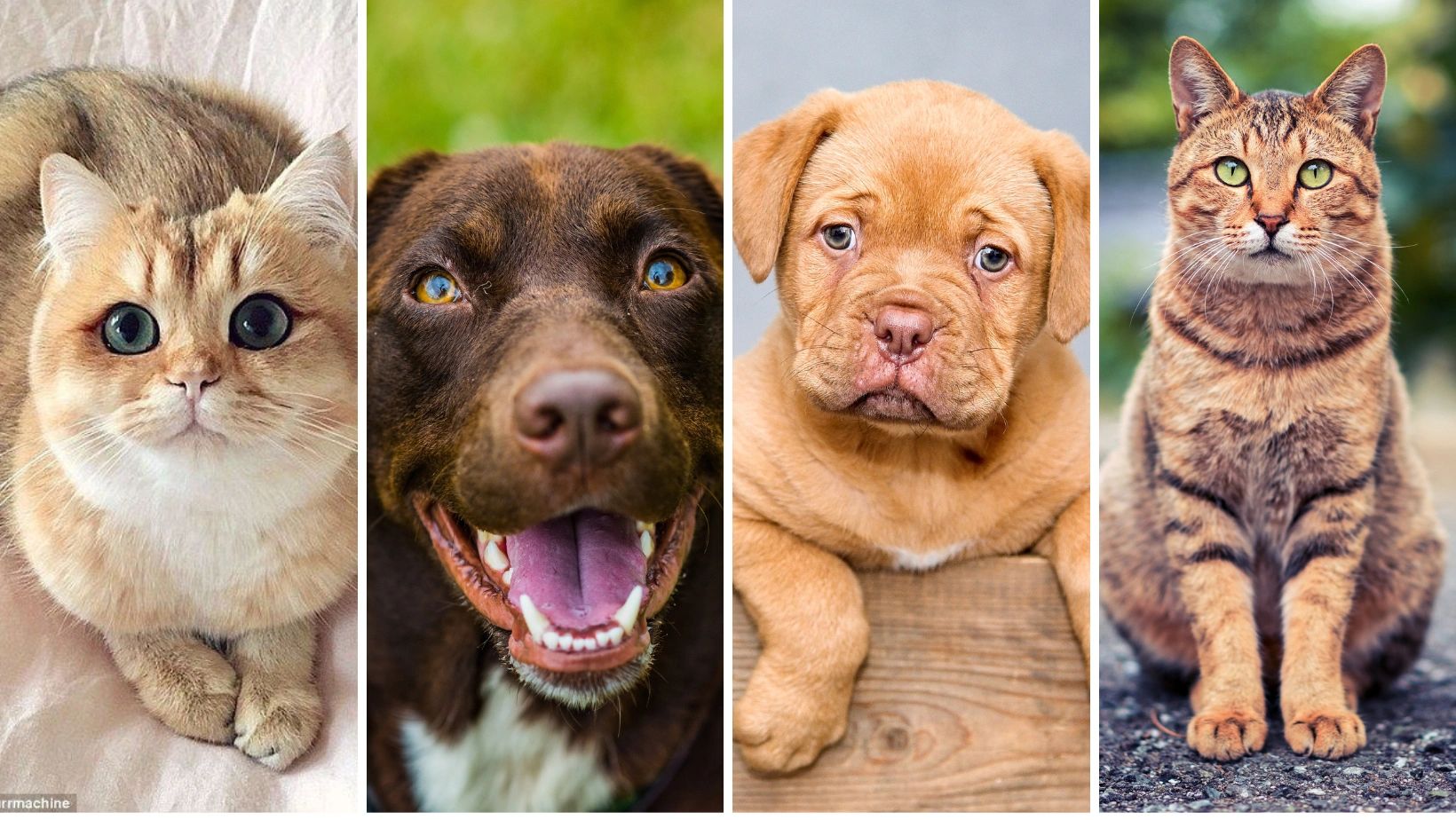 Helping Animals - Angels To The Animals