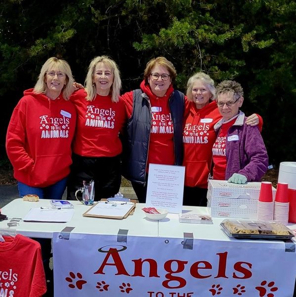 Helping Animals - Angels To The Animals