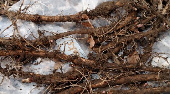 Hops Rhizomes | Rockin' Hops