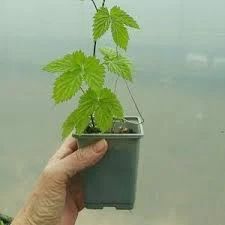 Cashmere Rockin' Hops Plants