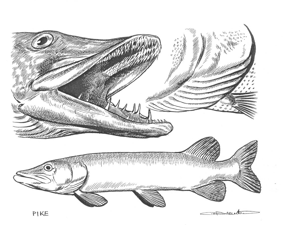NORTHERN PIKE