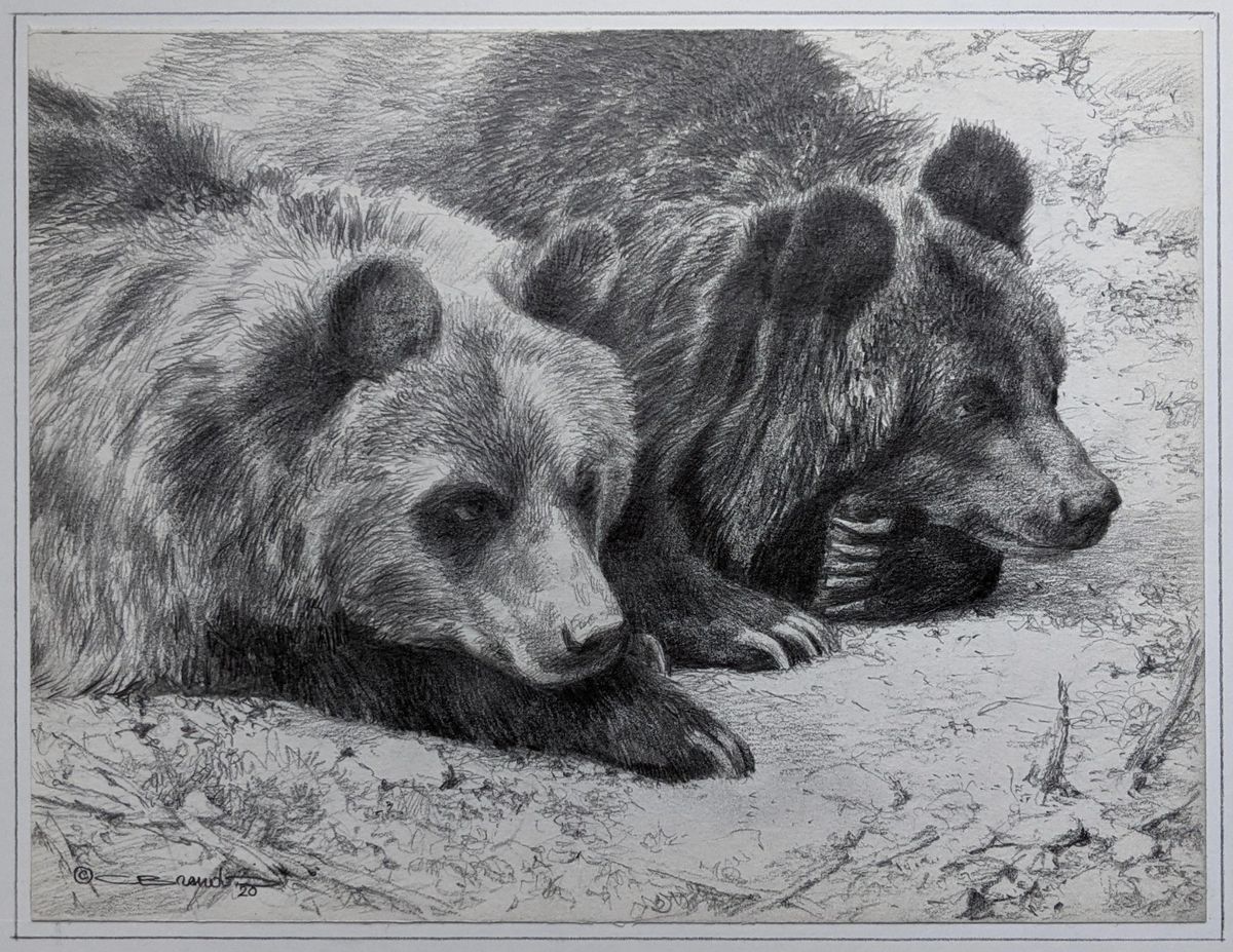 TWO BEARS SIDE BY SIDE ORIGINAL PENCIL DRAWING (2020)