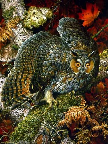 Disturbed Daydreams – Long-Eared Owl, (1986) S/N and A/P