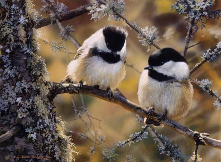 In the Black – Black-Capped Chickadees, (2004) A/P#1/76 and Crowning ...
