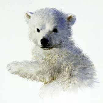 Polar Bear Cub Study, (1995)