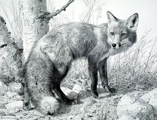 Red Fox Study, (1991) S/N and A/P