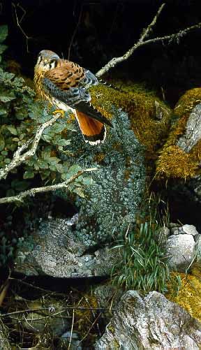 Riverbank Kestrel, (1994) S/N (Paper)