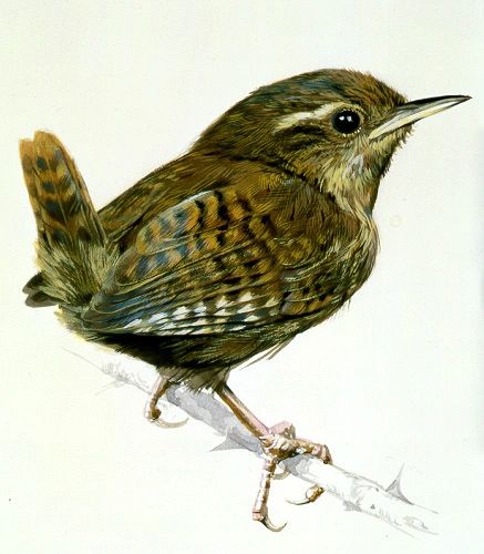 Wren Study, (1995)
