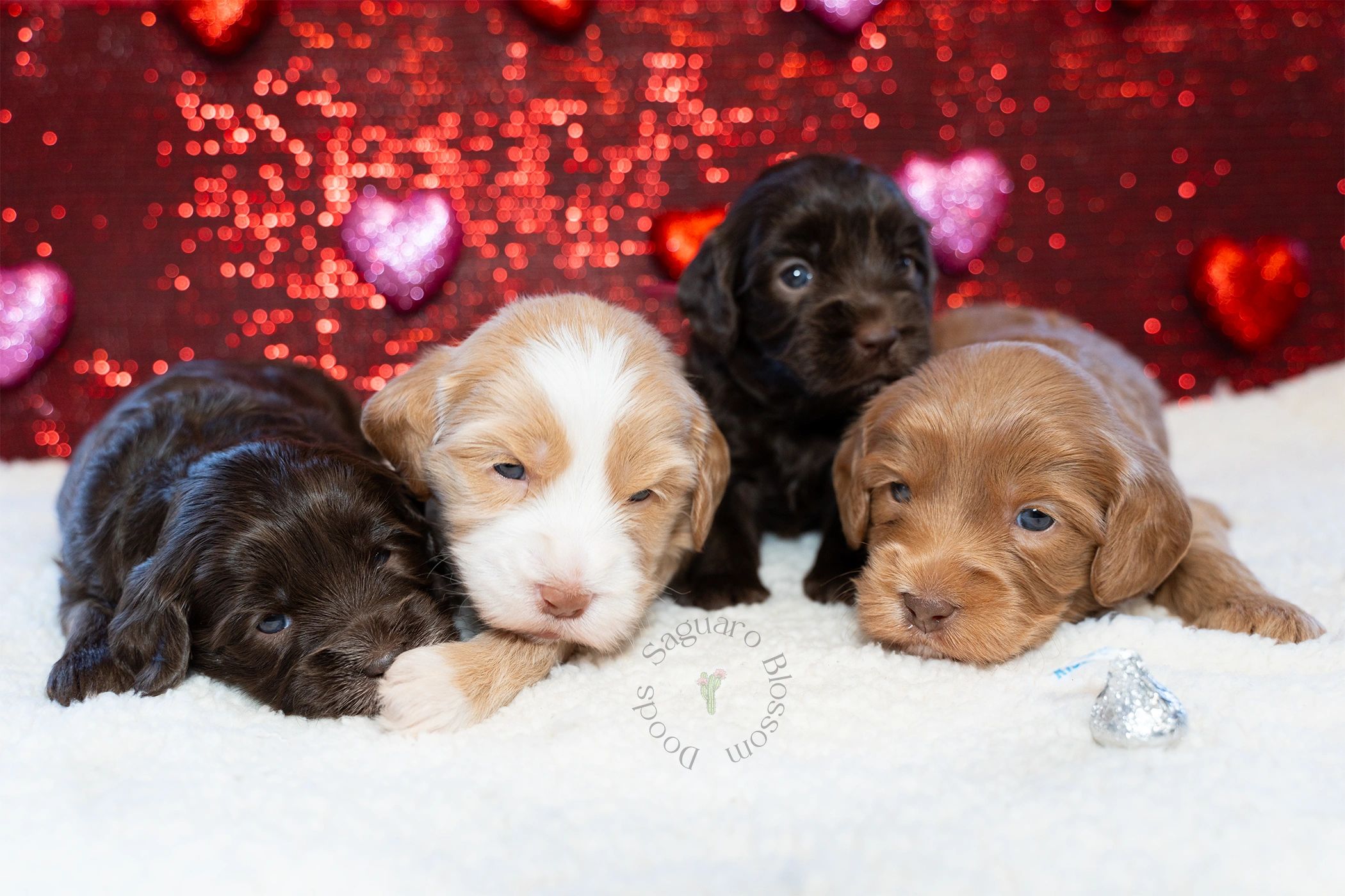 golden doodles, Australian Labradoodles - Saguaro Blossom Doodles ...