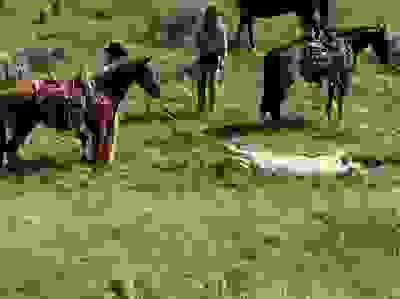 Life at Horse Camp - Meadow Vue Ranch | meadow vue ranch