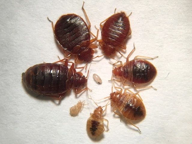 Bed Bugs