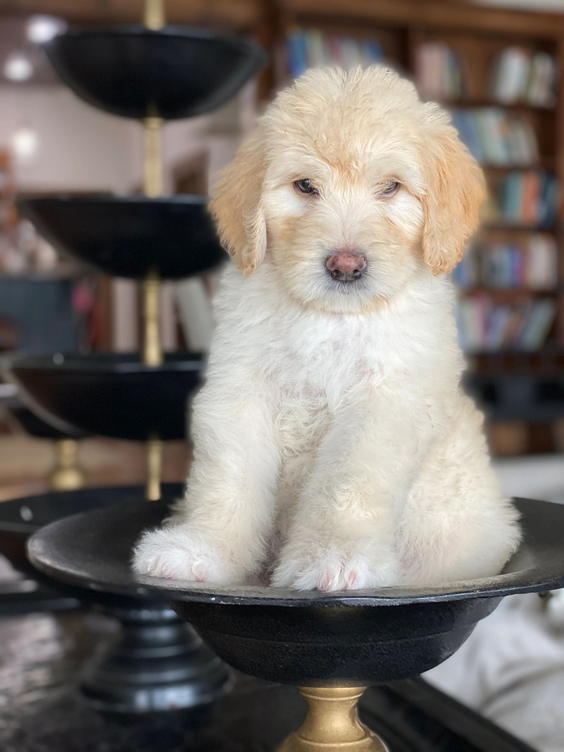 Doodle Breeder in TX | Sheepadoodle Ranch
