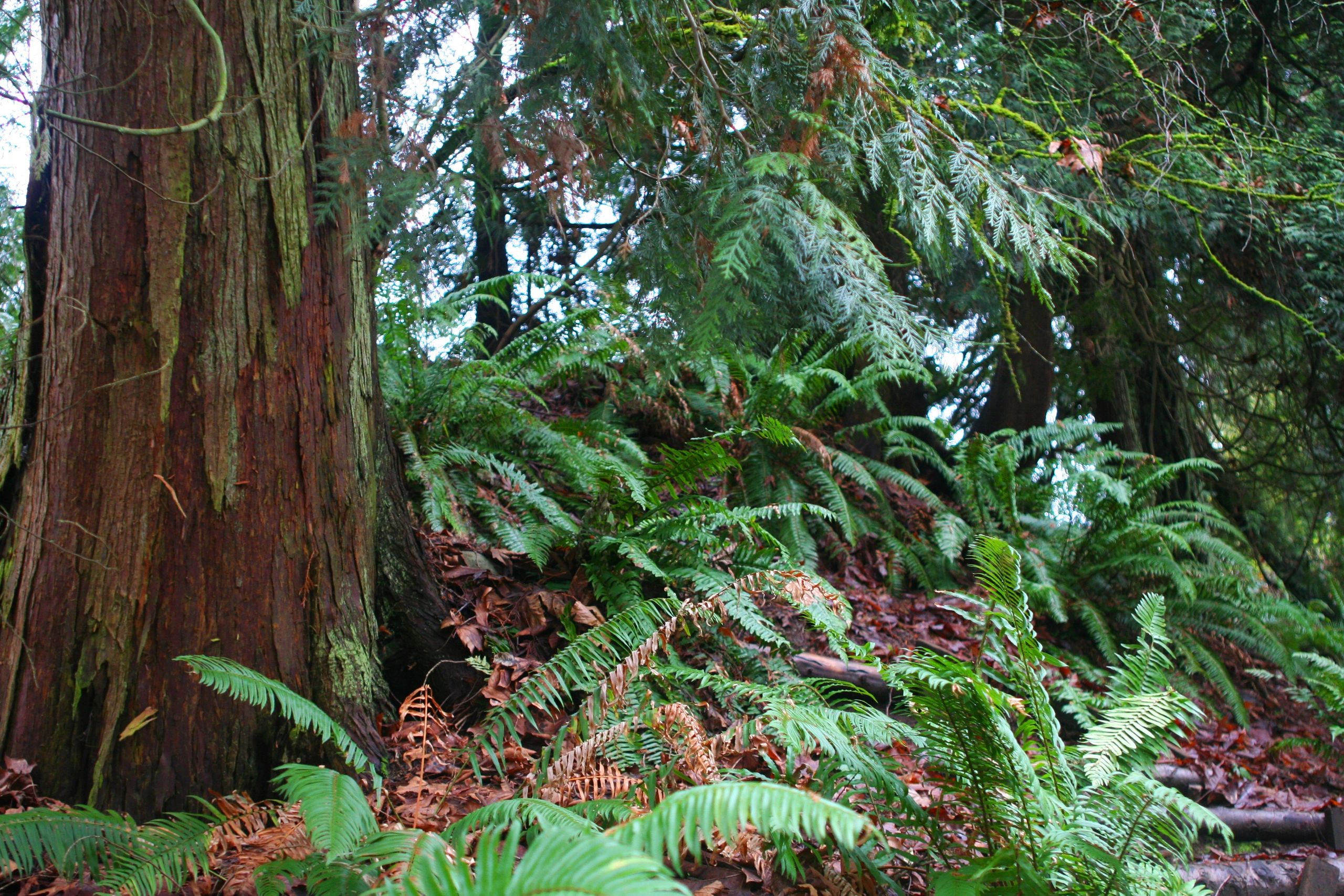 Field and Forest - Outdoor Preschool, Forest Kindergarten