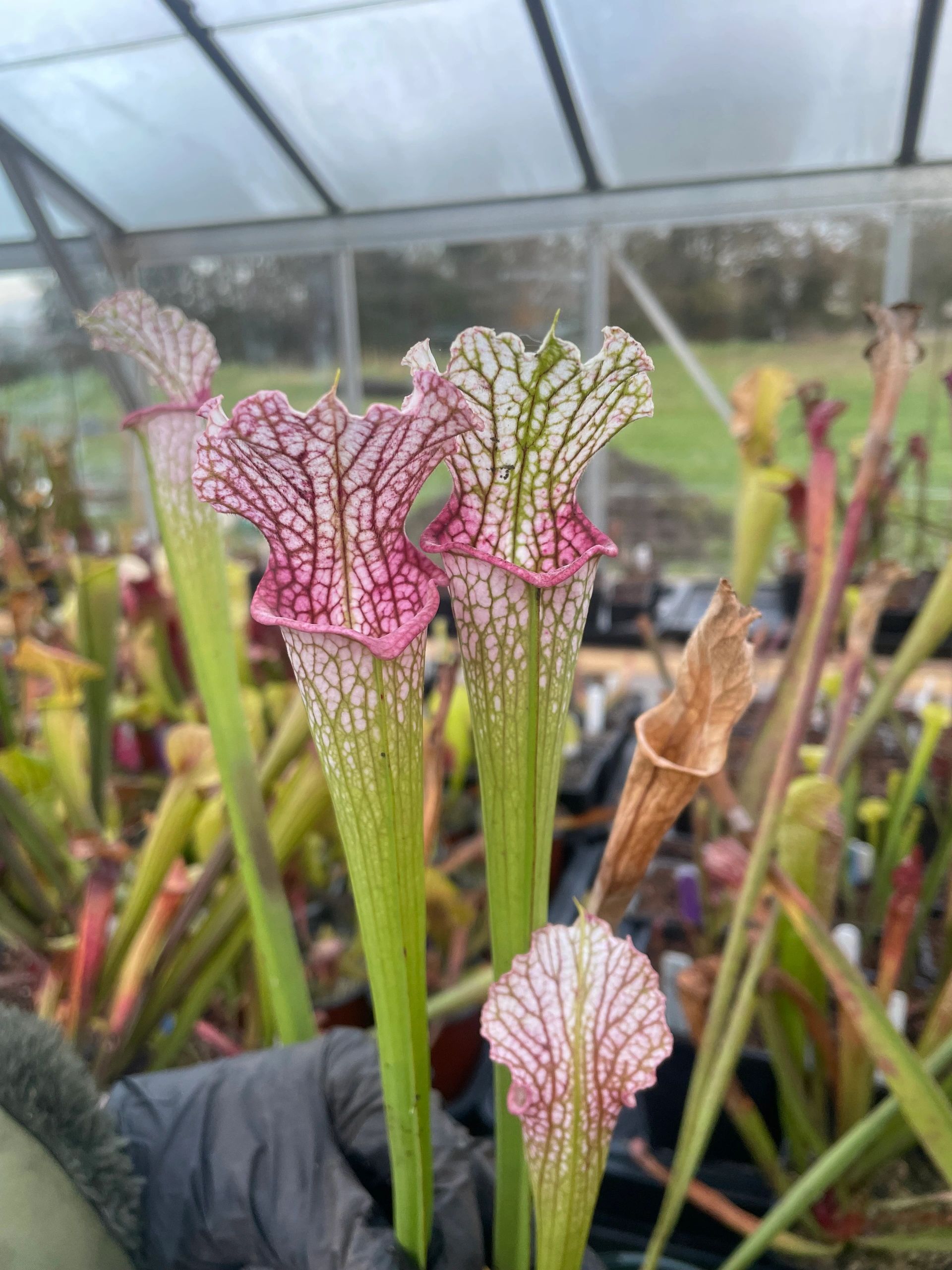 Carnivorous Plant Paradise - Pitcher Plant Carnivorous Plants ...