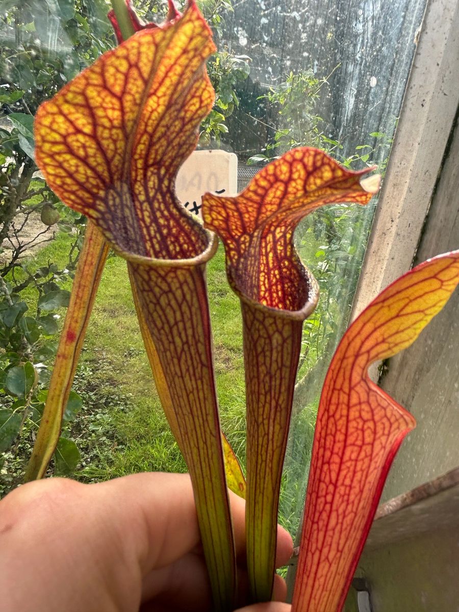 Rubra