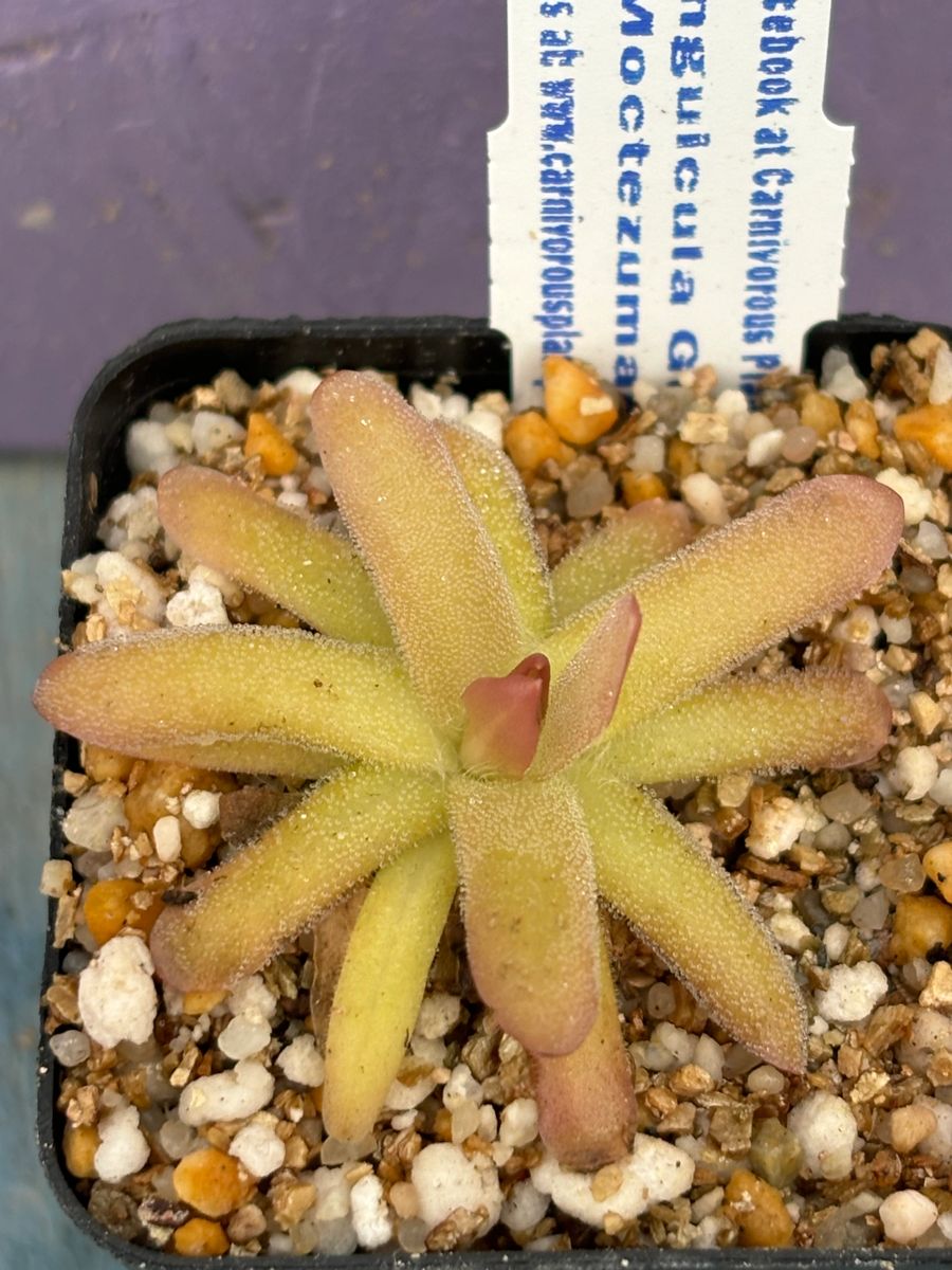 Pinguicula Gracilis X Moctezumae