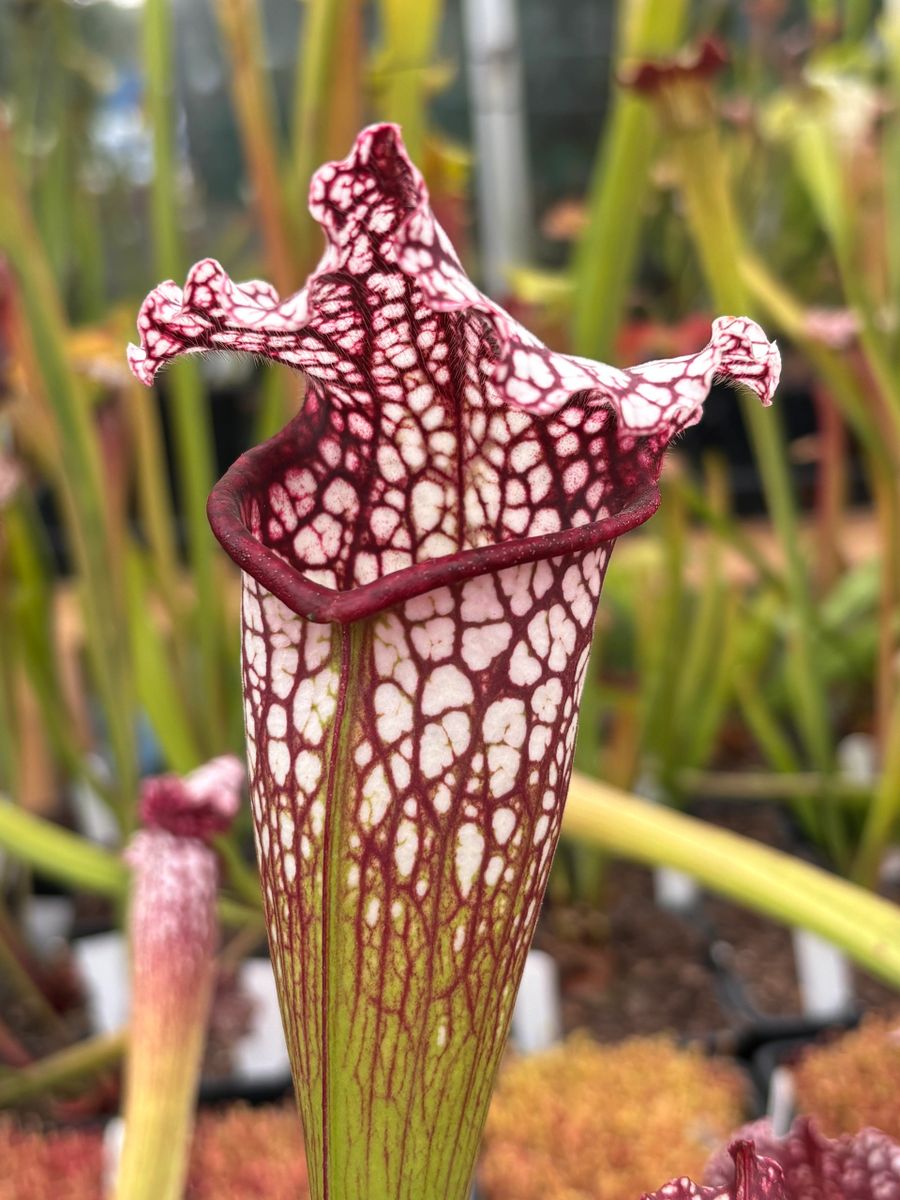 SEED Sarracenia Areolata Red Lip Pale Form (MKH43) X (Bella X (Areolata ...