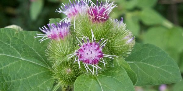 Weed Control | RM of Nipawin No.487