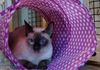 Siamese and Balinese Cat Breeder - Indigo Cats of PA