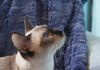 Siamese and Balinese Cat Breeder - Indigo Cats of PA