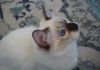 Siamese and Balinese Cat Breeder - Indigo Cats of PA