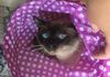 Siamese and Balinese Cat Breeder - Indigo Cats of PA