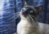 Siamese and Balinese Cat Breeder - Indigo Cats of PA