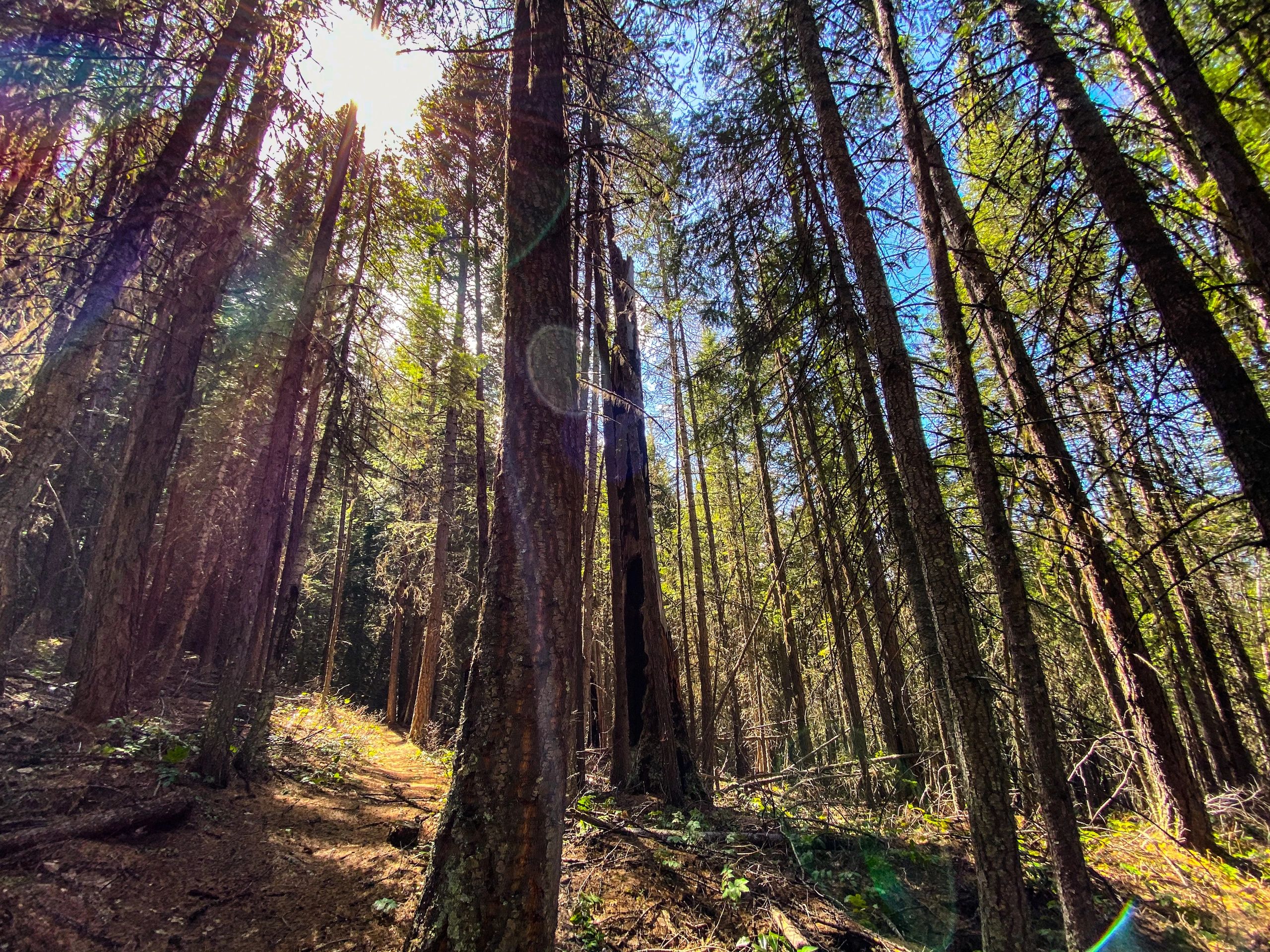 Sparwood Trails Alliance