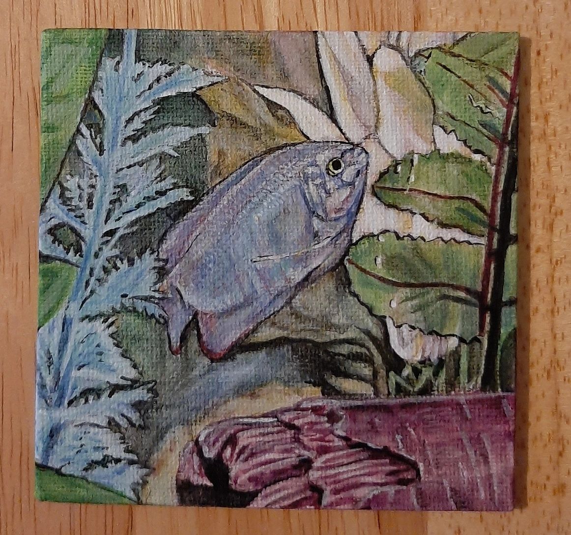 Blue Dwarf Gourami - Acrylic Painting