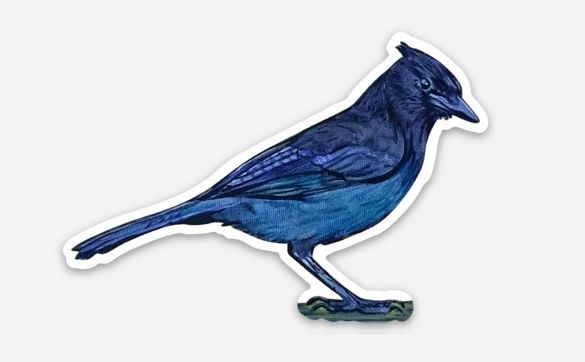 Stellars Jay - Sticker