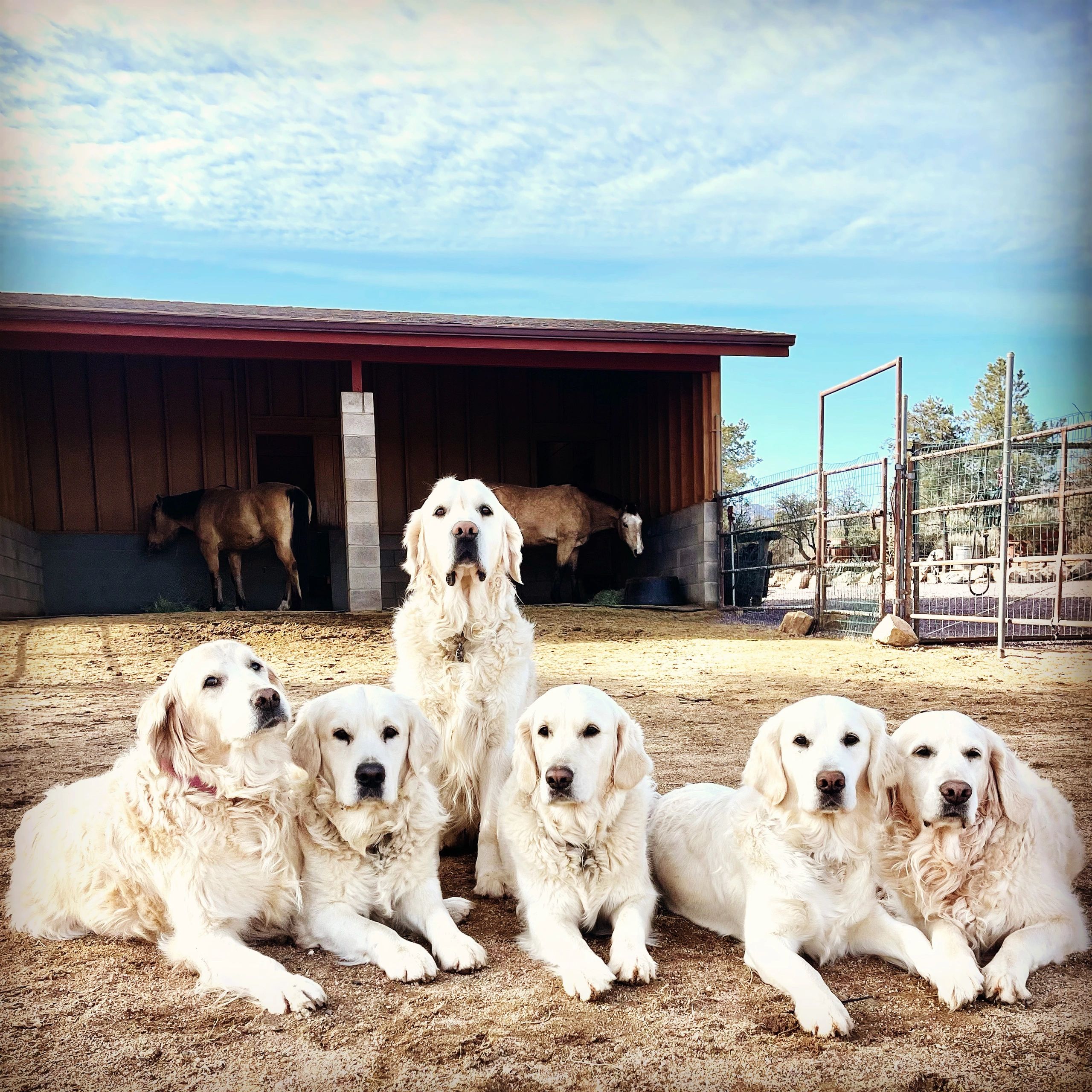 Danehy Goldens