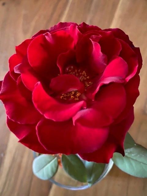 Rose - health benefits