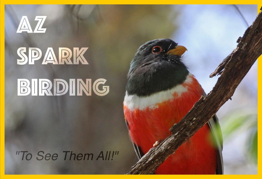 AZ Spark Birding - Birding, Tours, Bird