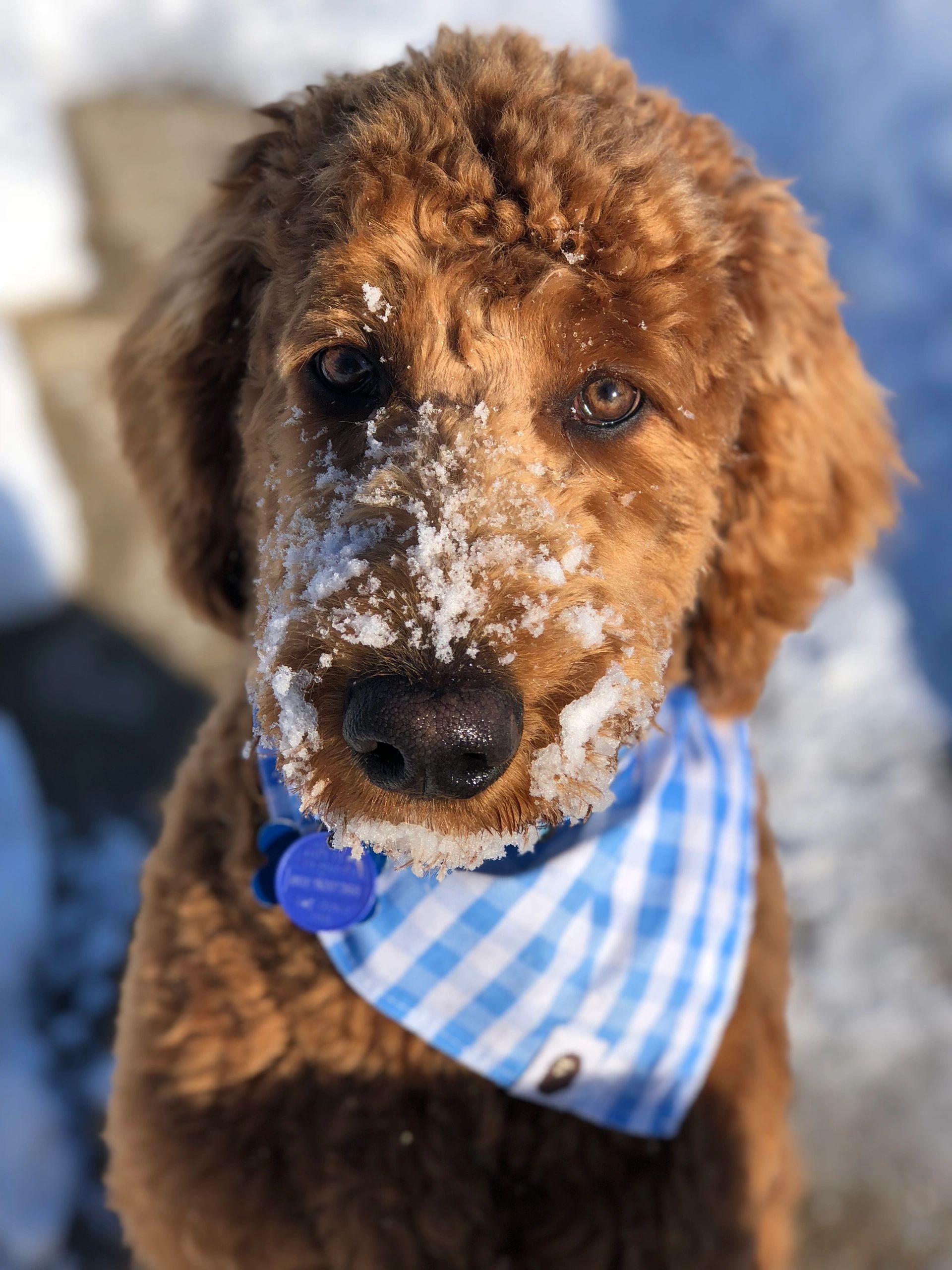 What Are The Most Well Behaved Dogs