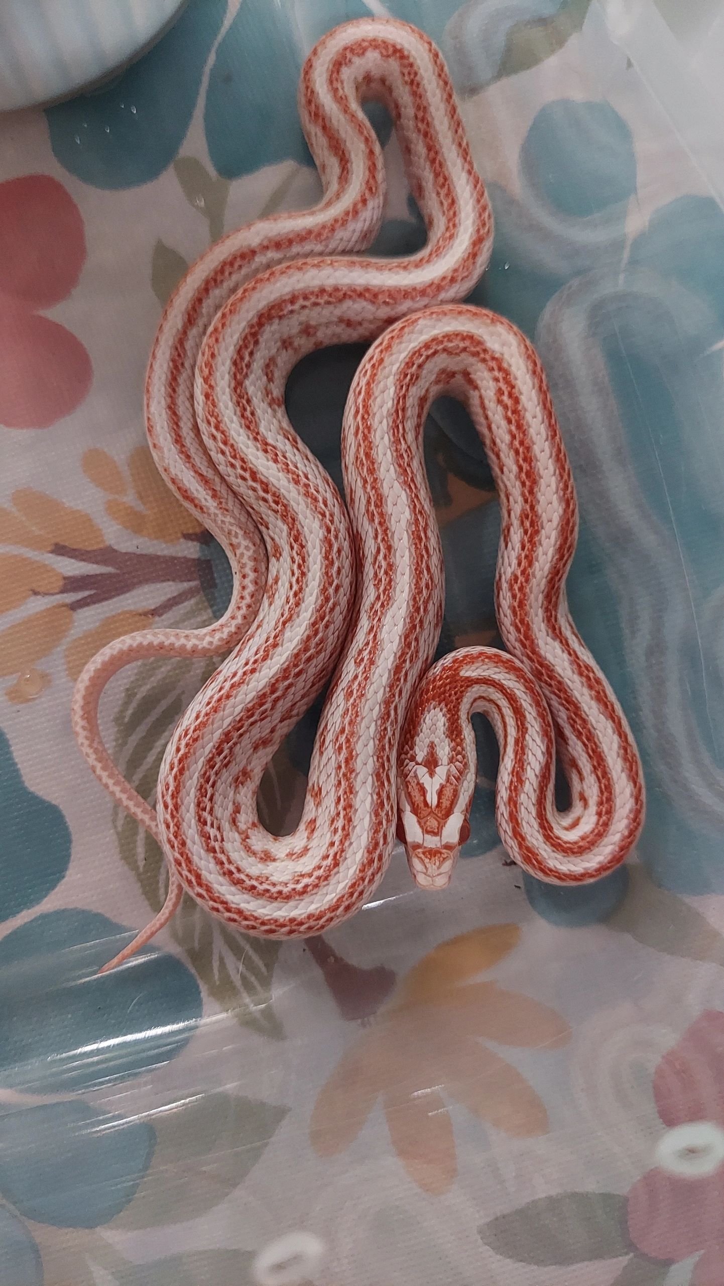 Amel Tessera Corn Snake