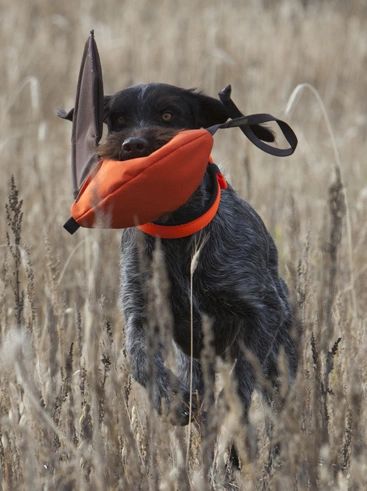 Hard-won bird dog training tips … for the trainer!