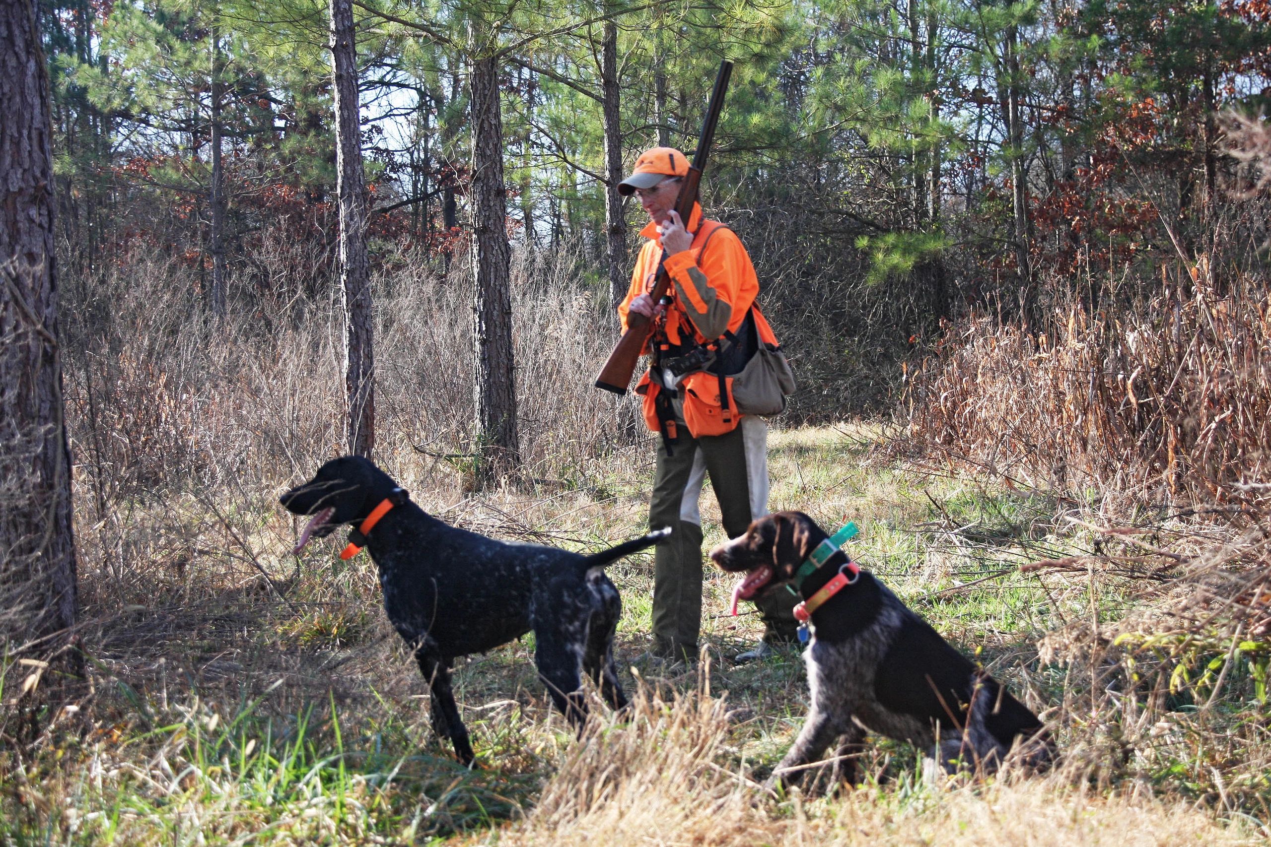 Where to hunt quail? Drive south!