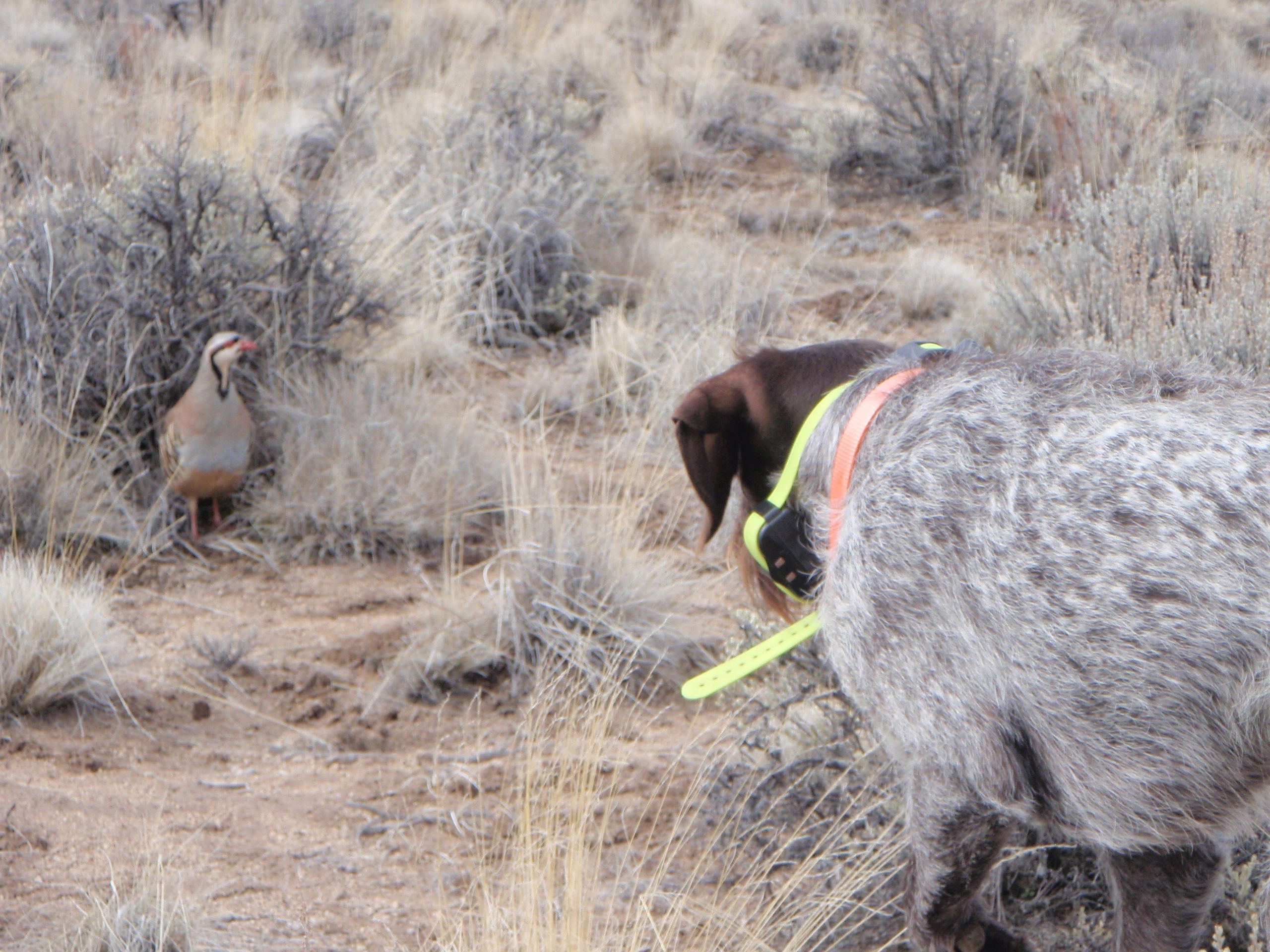 Wild chukar hunting tips and tactics