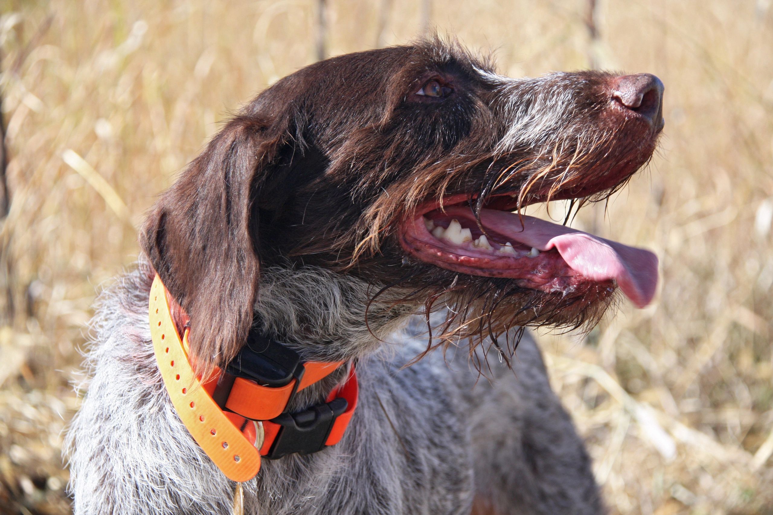 Hunting dog development and training: we are the key