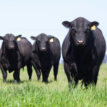 Northeast Missouri Beef Cattle Improvement Association - Home