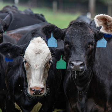 Northeast Missouri Beef Cattle Improvement Association - Home