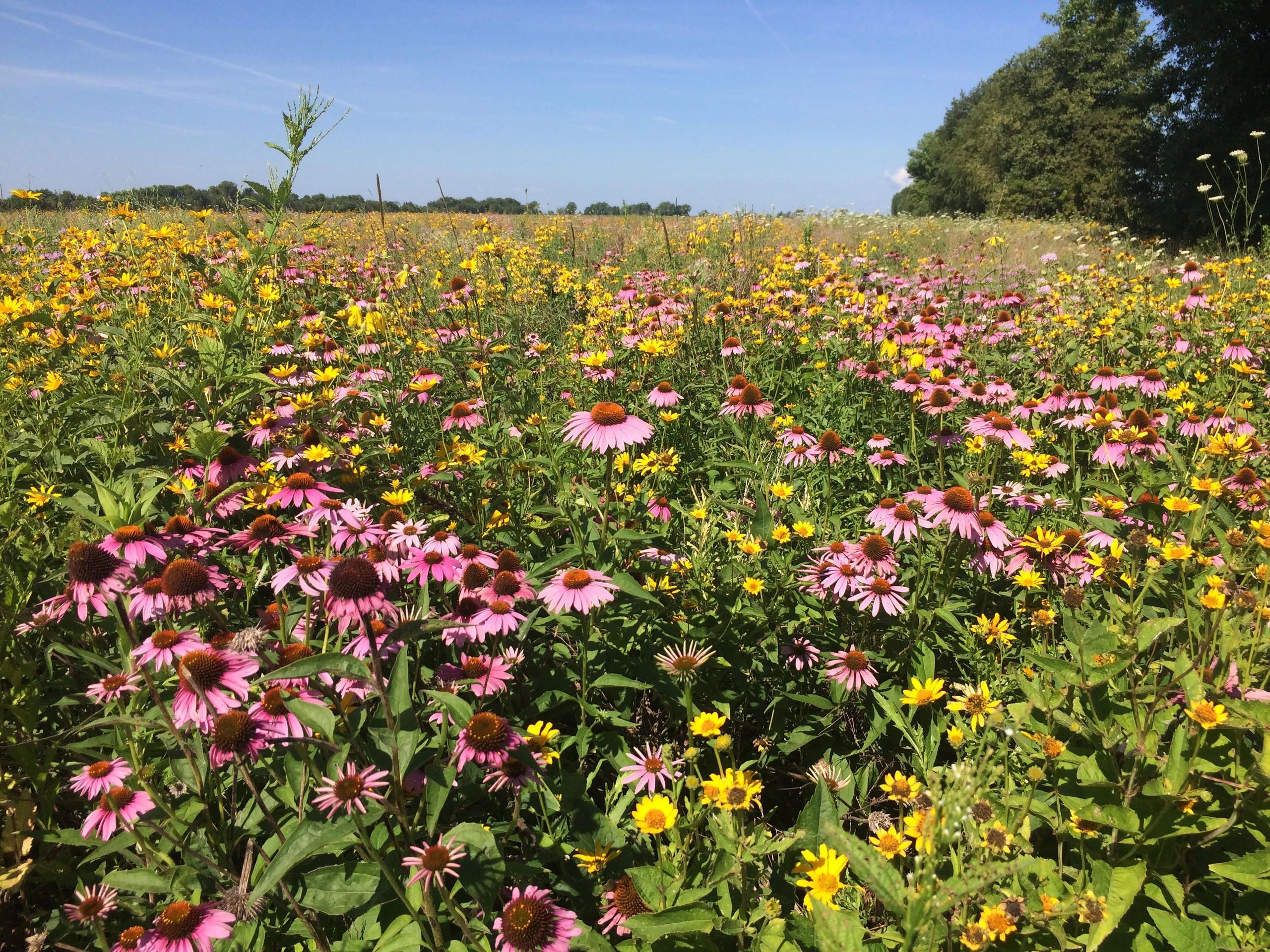 DeKalb County SWCD