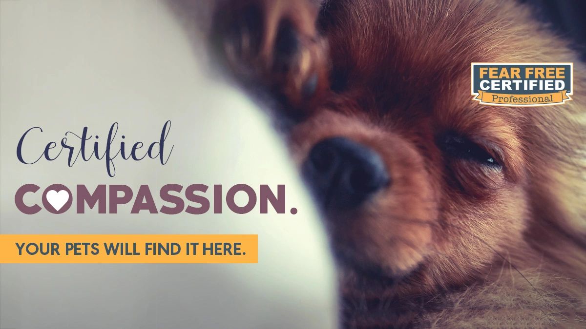 Expert Dog Training Services | Obedience Training | Fear Free Certified