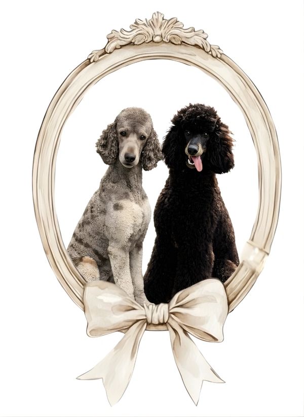 Tessa x Adonis Creed | Windy Creek Doodles