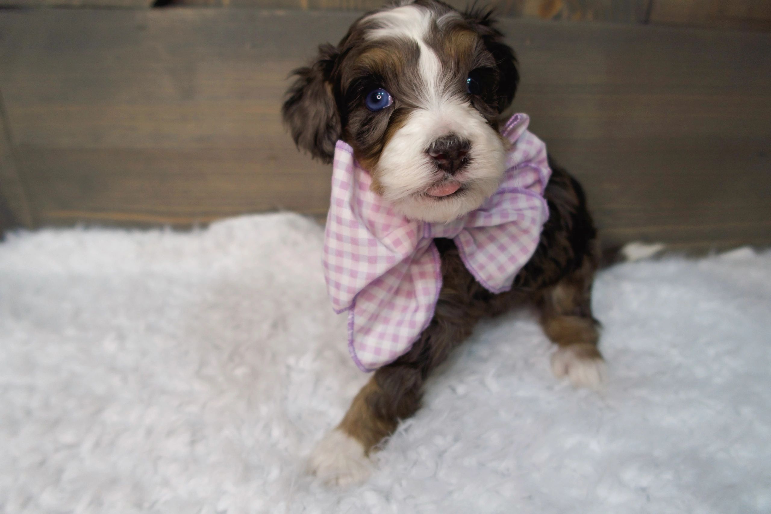 Tessa x Adonis Creed | Windy Creek Doodles