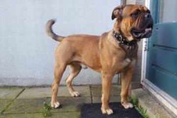 Approved studs | Leavitt Bulldog Association